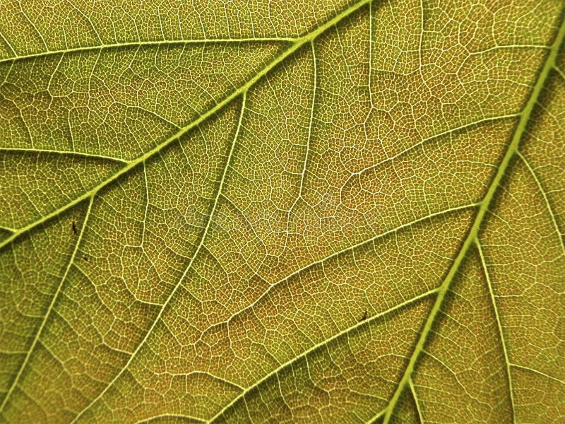 Leaf texture stock photo. Image of detail, texture, macro - 754338