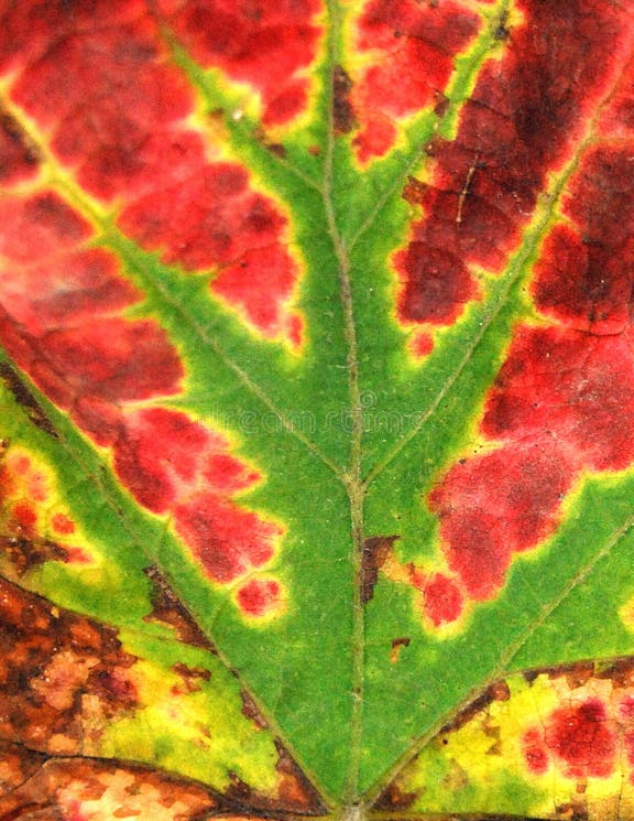 Leaf texture stock photo. Image of autumn, leaves, rust - 8652168