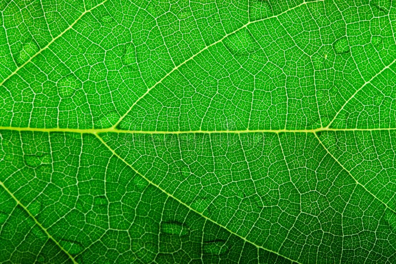 Leaf texture stock image. Image of detailed, bright, growth - 938887