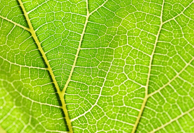 Leaf Texture Abstract Background with Closeup View on Veins Stock Image ...
