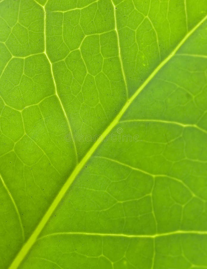 Leaf texture background stock image. Image of healthy - 4484167