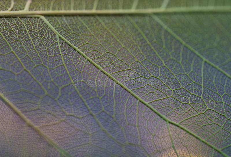 Leaf Texture, Leaf Background with Veins and Cells Stock Image - Image ...