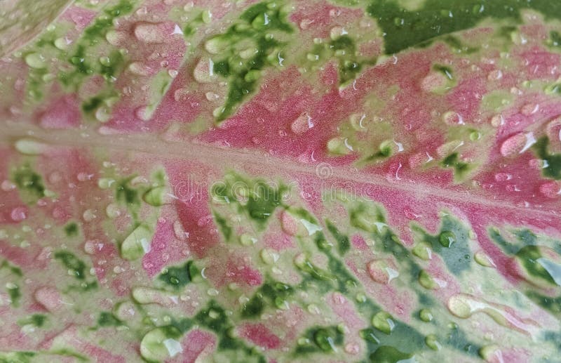 Leaf Texture, Chinese Evergreen Plants Stock Photo - Image of chinese ...