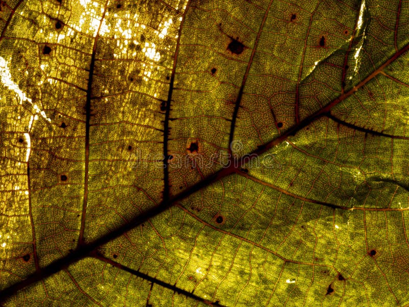 Leaf texture close up stock photo. Image of clipping - 255154054