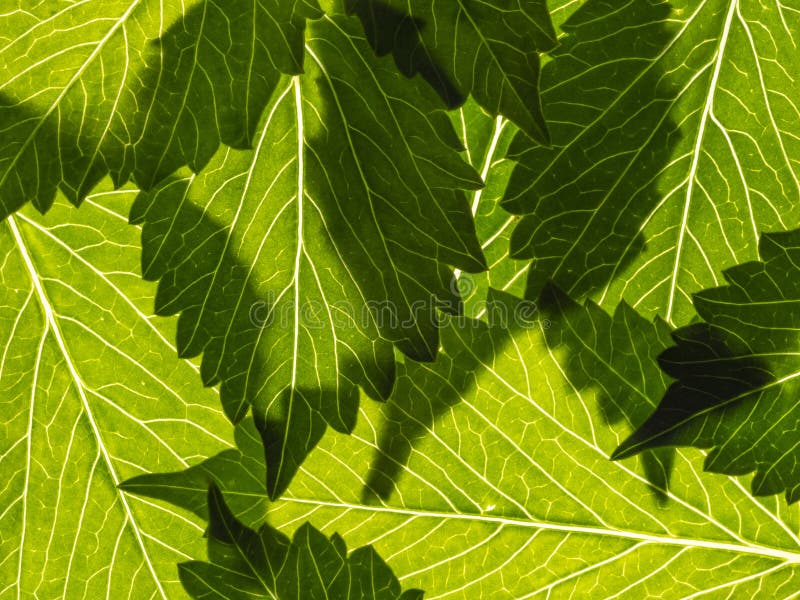 Leaf texture close up stock image. Image of white, leaf - 255155459