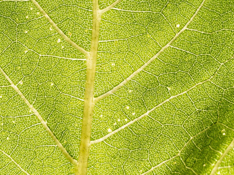 A Green Leaf Texture Close Up Stock Photo - Image of macro, beautiful ...