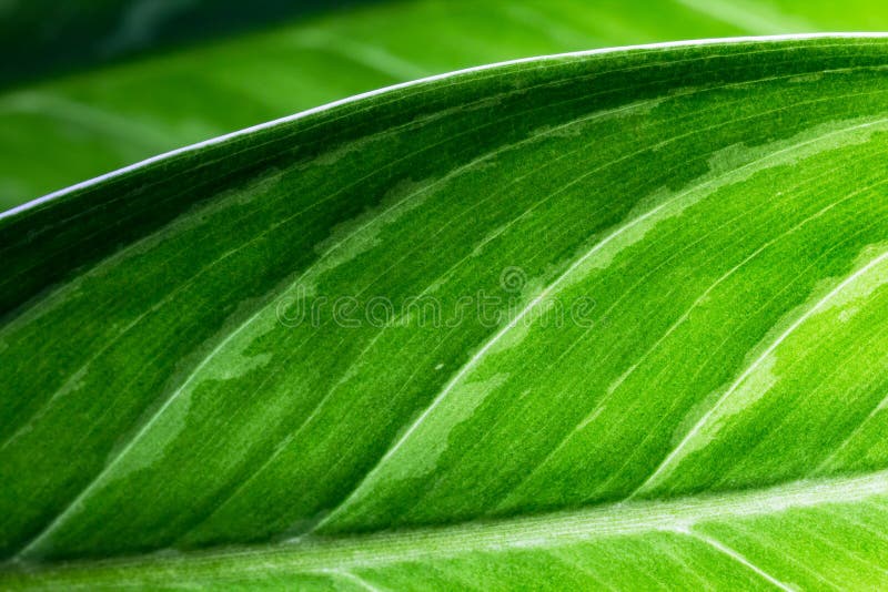 Leaf texture stock image. Image of pattern, plant, environment - 85547631