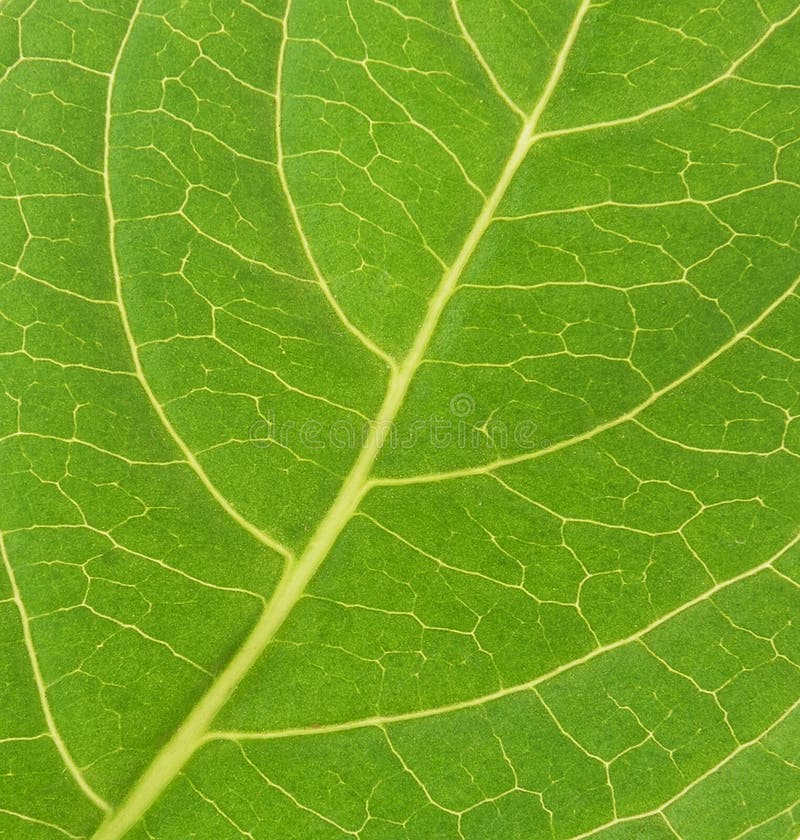 Leaf texture stock photo. Image of botany, leaf, bright - 48568176