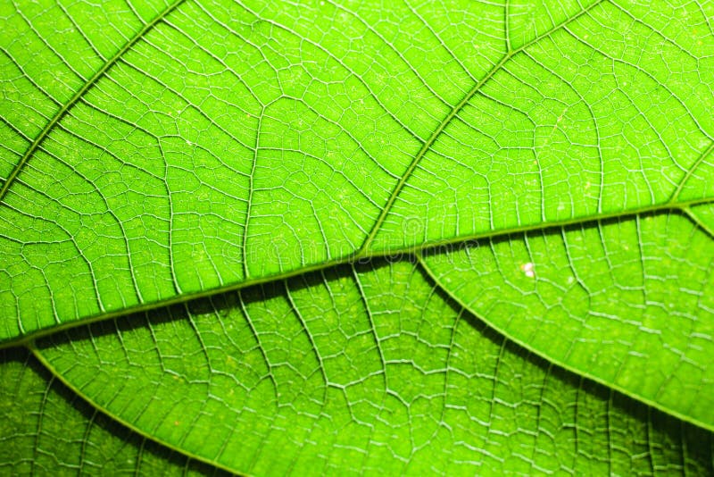 Leaf texture stock image. Image of natural, beautiful - 98299451