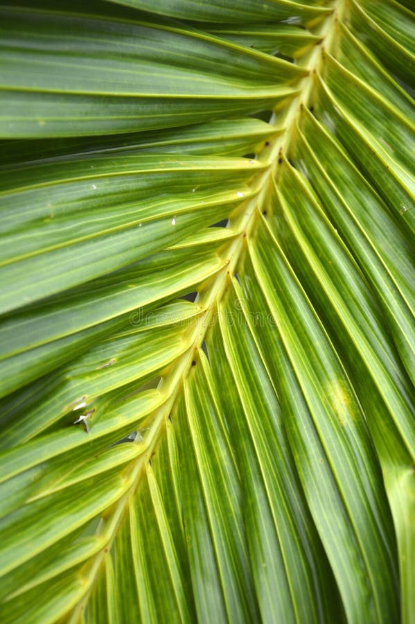 Leaf texture stock photo. Image of color, fresh, foliage - 45625098