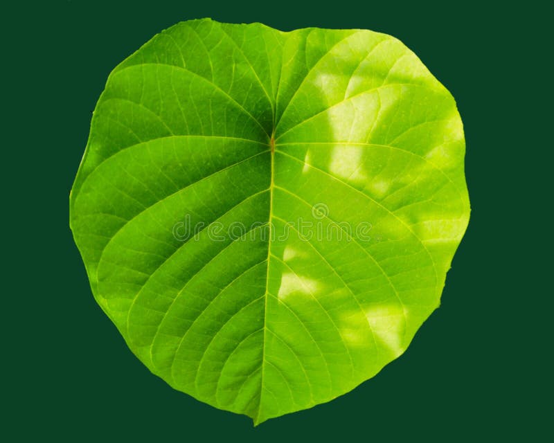 Leaf Texture with Green Background Croped Stock Photo - Image of leaf ...