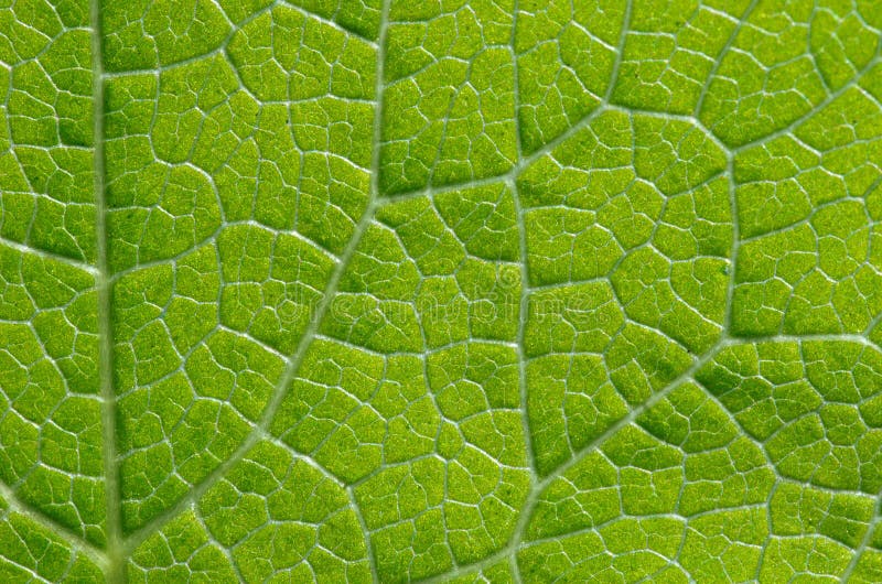 Leaf texture stock photo. Image of plant, natural, structures - 268555082