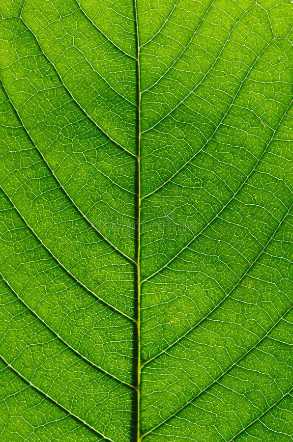 Leaf texture stock photo. Image of natural, bright, botanical - 268555096