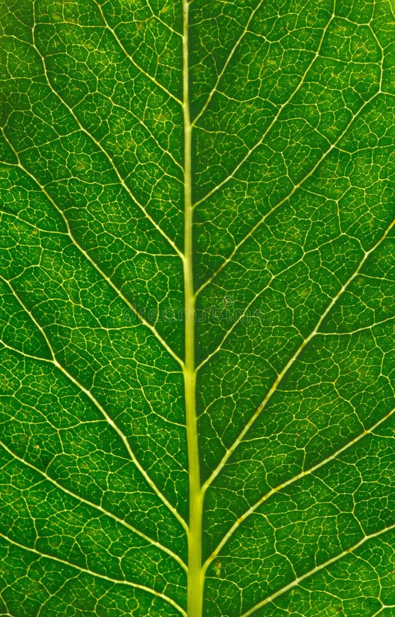Leaf texture stock image. Image of abstract, healthy - 268767461