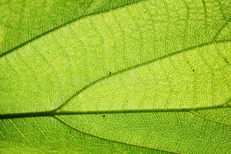 Leaf stock image. Image of isolated, plant, nature, flora - 42495955