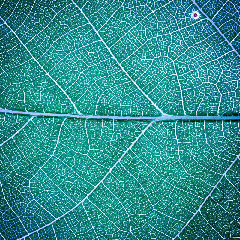 Leaf texture stock image. Image of leaf, growth, healthy - 71182965
