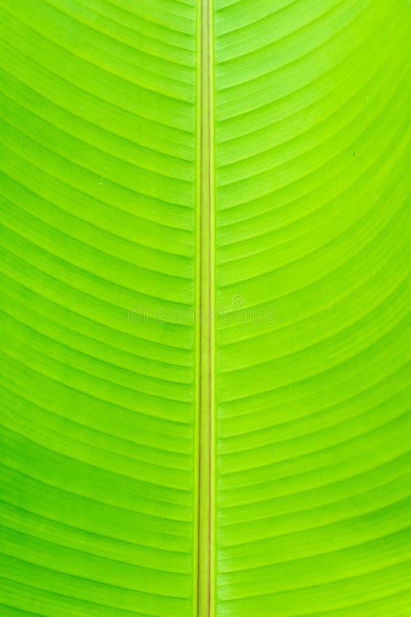 Leaf stock photo. Image of plant, vegetation, structure - 43295504