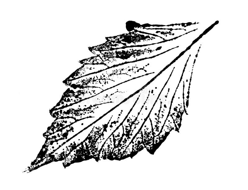 Leaf Texture Imprint on White Paper Stock Illustration - Illustration ...