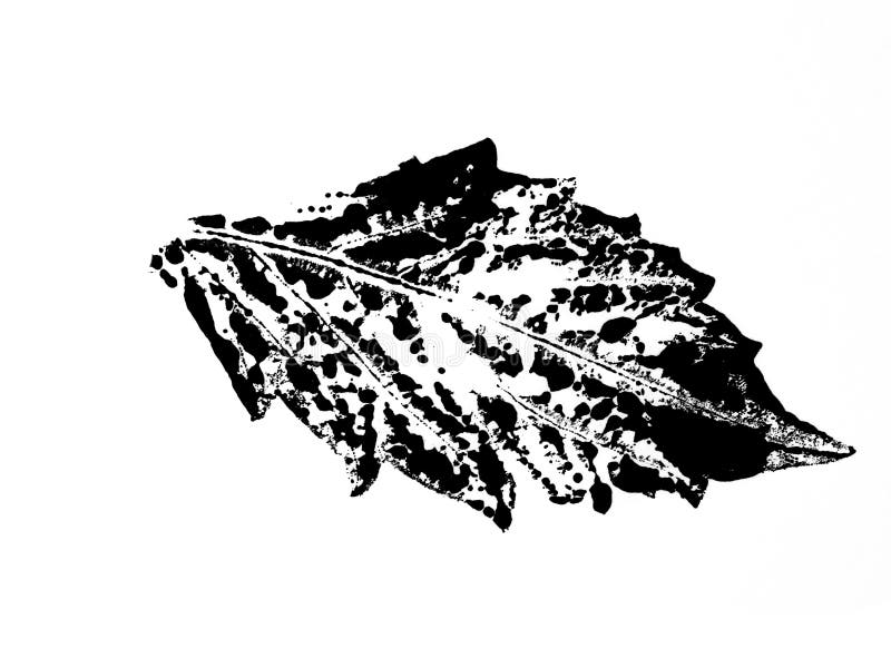 Leaf Texture Imprint on White Paper Stock Illustration - Illustration ...