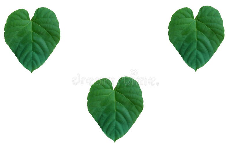 Leaf Texture and Leaf Background Stock Photo - Image of texture, botany ...