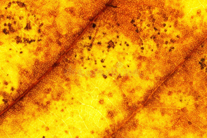 Leaf Texture, Leaf Background. Stock Photo - Image of organic ...