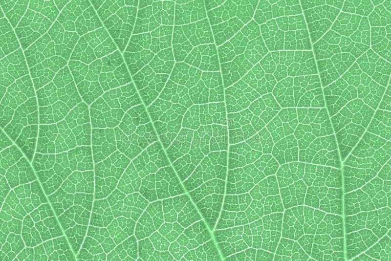 Leaf Texture, Leaf Background. Stock Photo - Image of light ...