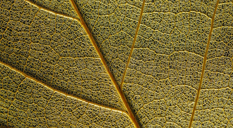 Leaf Texture, Leaf Background with Veins and Cells Stock Image - Image ...