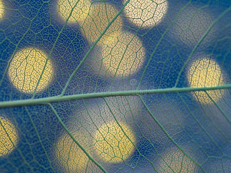 Leaf Texture, Leaf Background with Veins and Cells Stock Photo - Image ...
