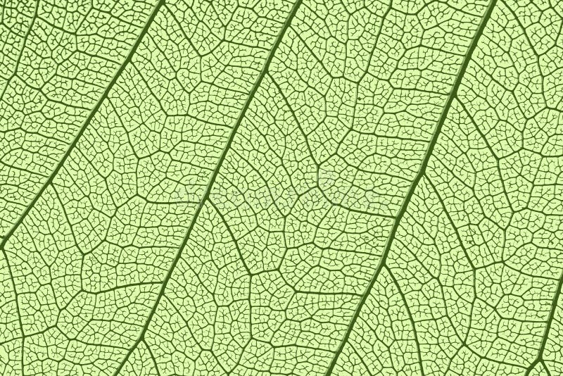 Leaf Texture, Leaf Background with Veins and Cells Stock Photo - Image ...