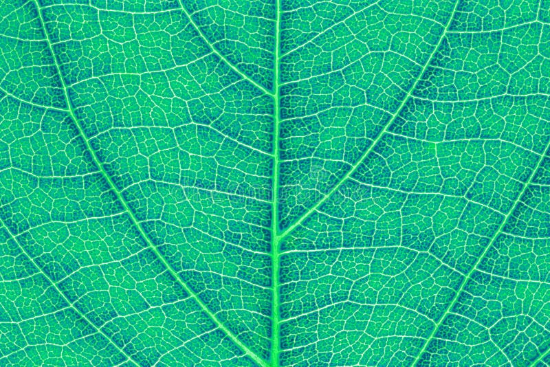 Leaf Texture or Leaf Background for Website Template, Spring Beauty ...