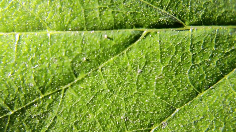 Leaf Texture. Leaf Under a Microscope. Macro Green Leaf.Leaf in Macro ...