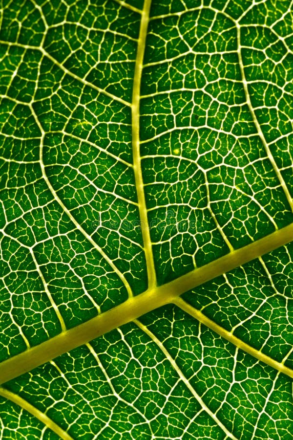 Leaf texture stock photo. Image of botany, veins, green - 207092822