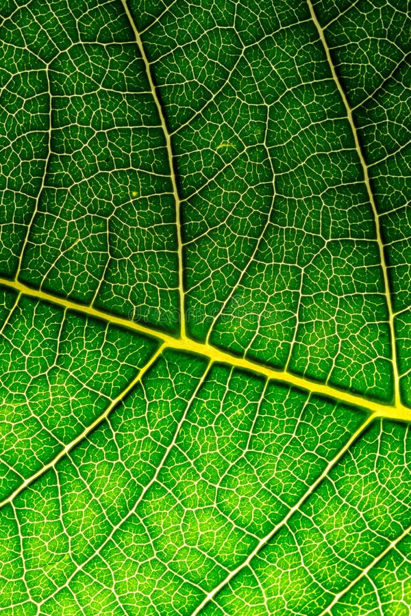 Leaf texture stock photo. Image of light, bright, textured - 210670920