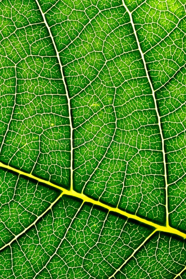 Leaf texture stock image. Image of texture, organic, transparent - 2333821