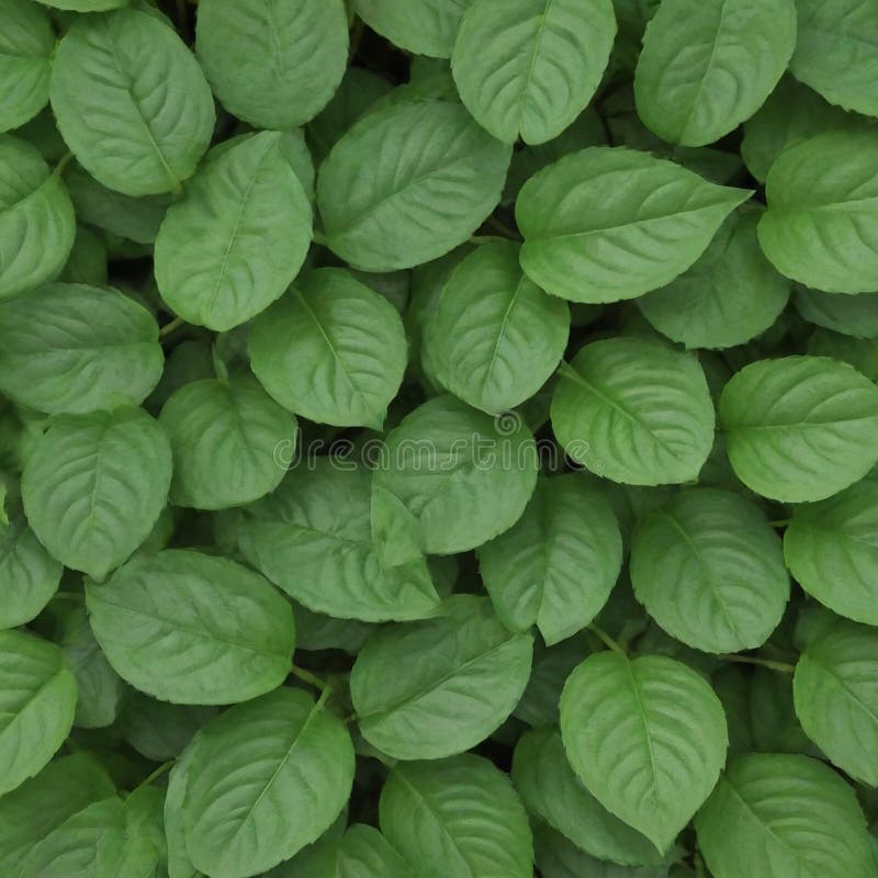Leaf Texture Macro. Leaf Vein Pattern Macro Photography. Green Leaf ...