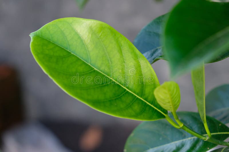 Leaf Texture Makes a Nice Groove Stock Photo - Image of growth, detail ...
