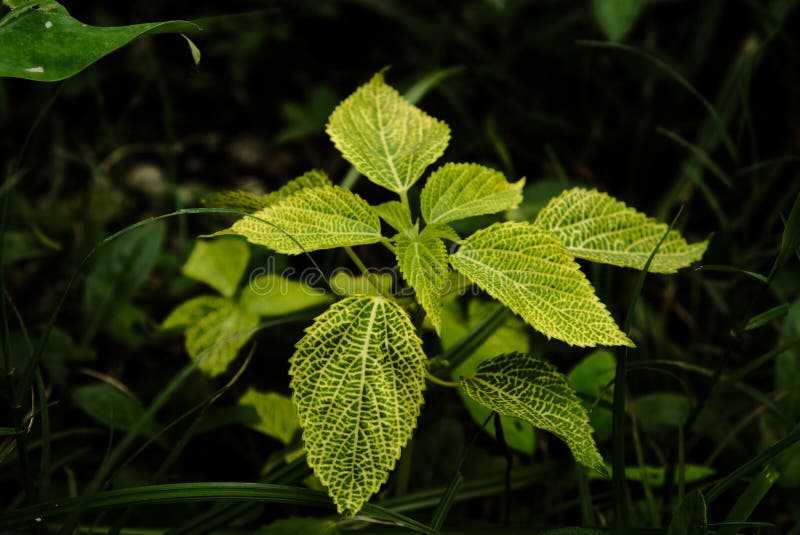 Leaf Texture Makes a Nice Groove Stock Photo - Image of foliage ...