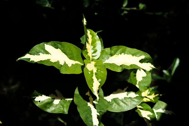 Leaf Texture Makes a Nice Groove Stock Image - Image of element, growth ...