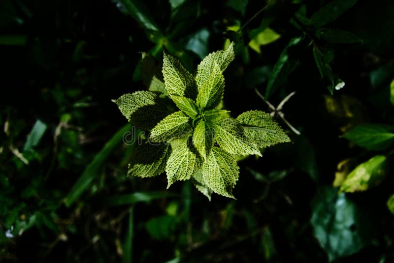 Leaf Texture Makes a Nice Groove Stock Image - Image of abstract ...