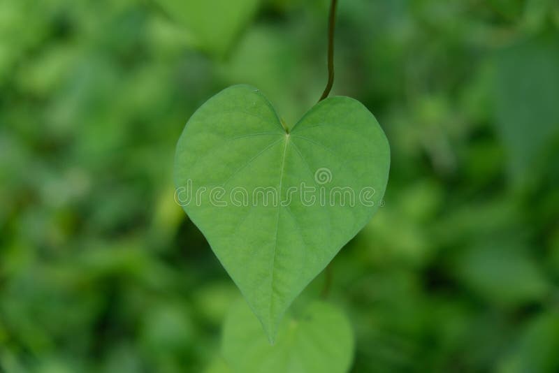 Leaf Texture Makes a Nice Groove Stock Image - Image of growth, garden ...