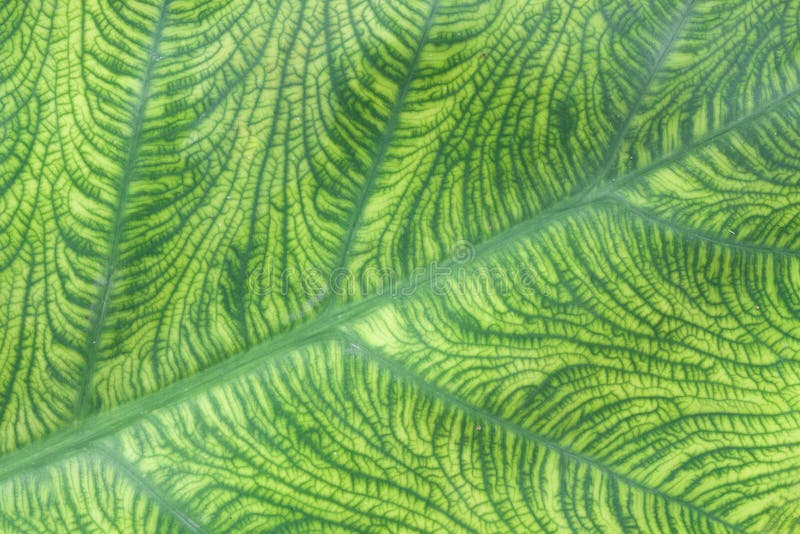 Leaf texture stock photo. Image of natural, drops, drop - 45251600