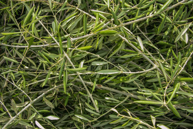 Leaf Texture of an Olive Tree Stock Photo - Image of olive, plant ...