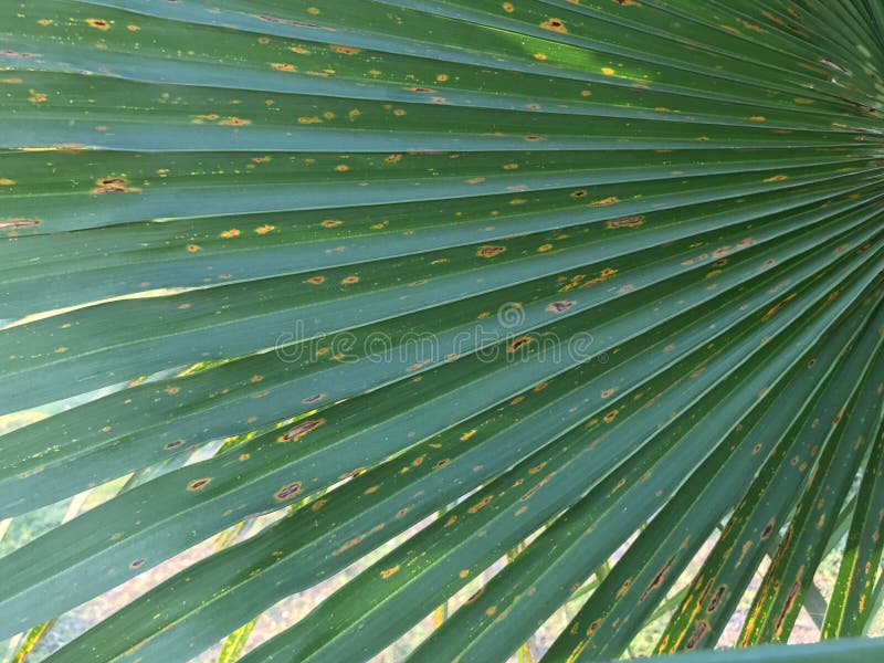 Leaf texture stock image. Image of dark, garden, outdoor - 85962625