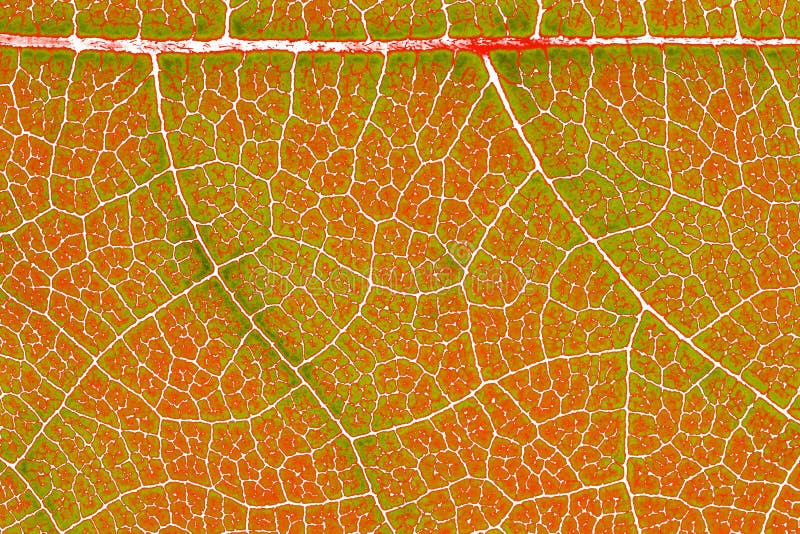 Leaf Texture Pattern Background for Graphic Design. Stock Image - Image ...