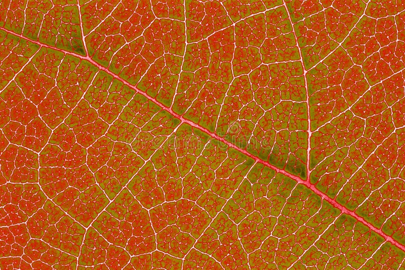 Leaf Texture Pattern Background for Graphic Design. Stock Image - Image ...