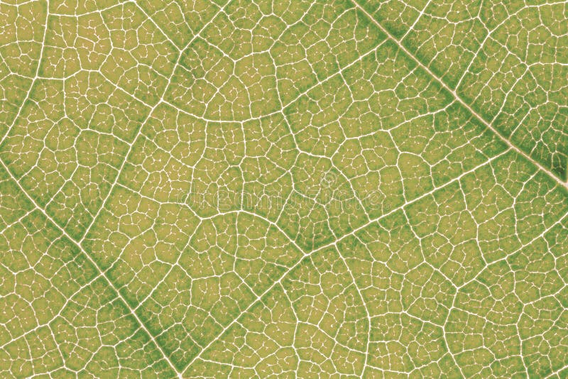 Leaf Texture Pattern Background for Graphic Design. Stock Image - Image ...