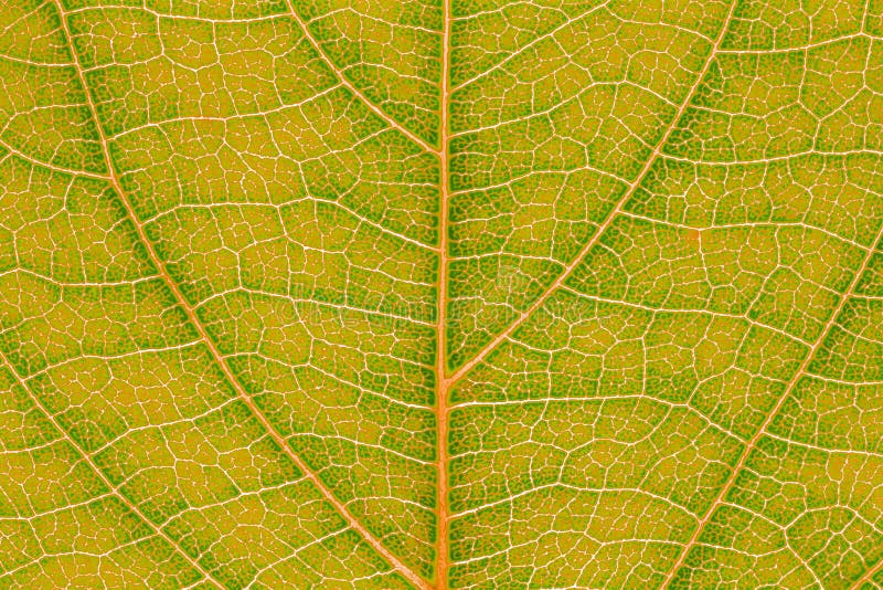 Leaf Texture Pattern Background for Graphic Design. Stock Image - Image ...