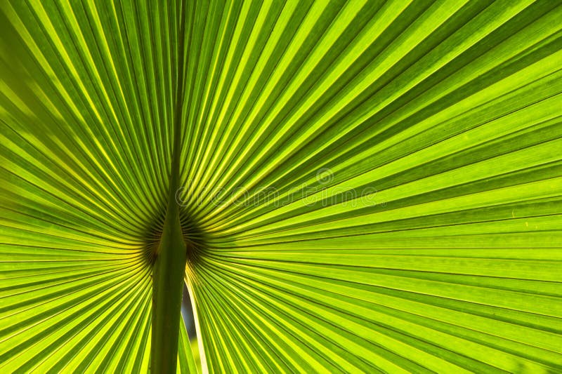 Leaf texture pattern. stock photo. Image of green, detail - 93732966