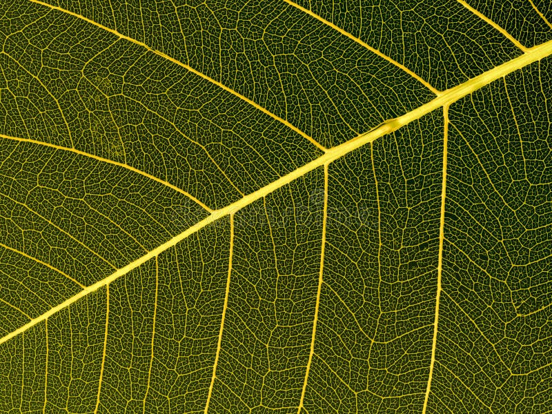 Leaf Texture Pattern, Leaf Background with Veins and Cells Stock Photo ...