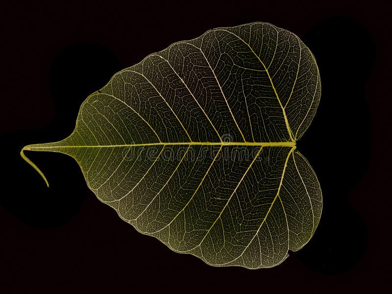 Leaf Texture Pattern, Leaf Background with Veins and Cells Stock Image ...